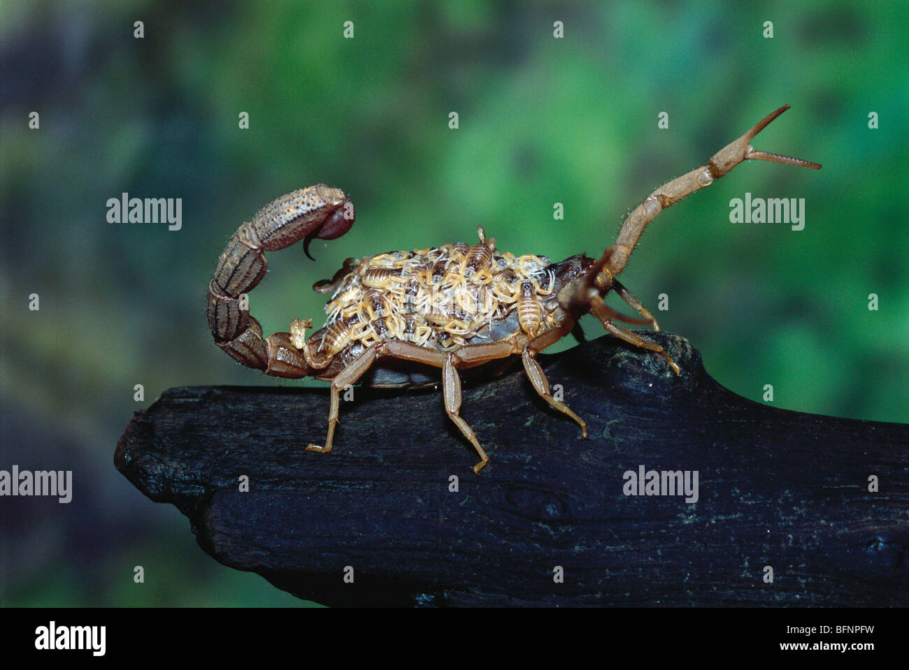 Scorpion mother & babies Stock Photo - Alamy