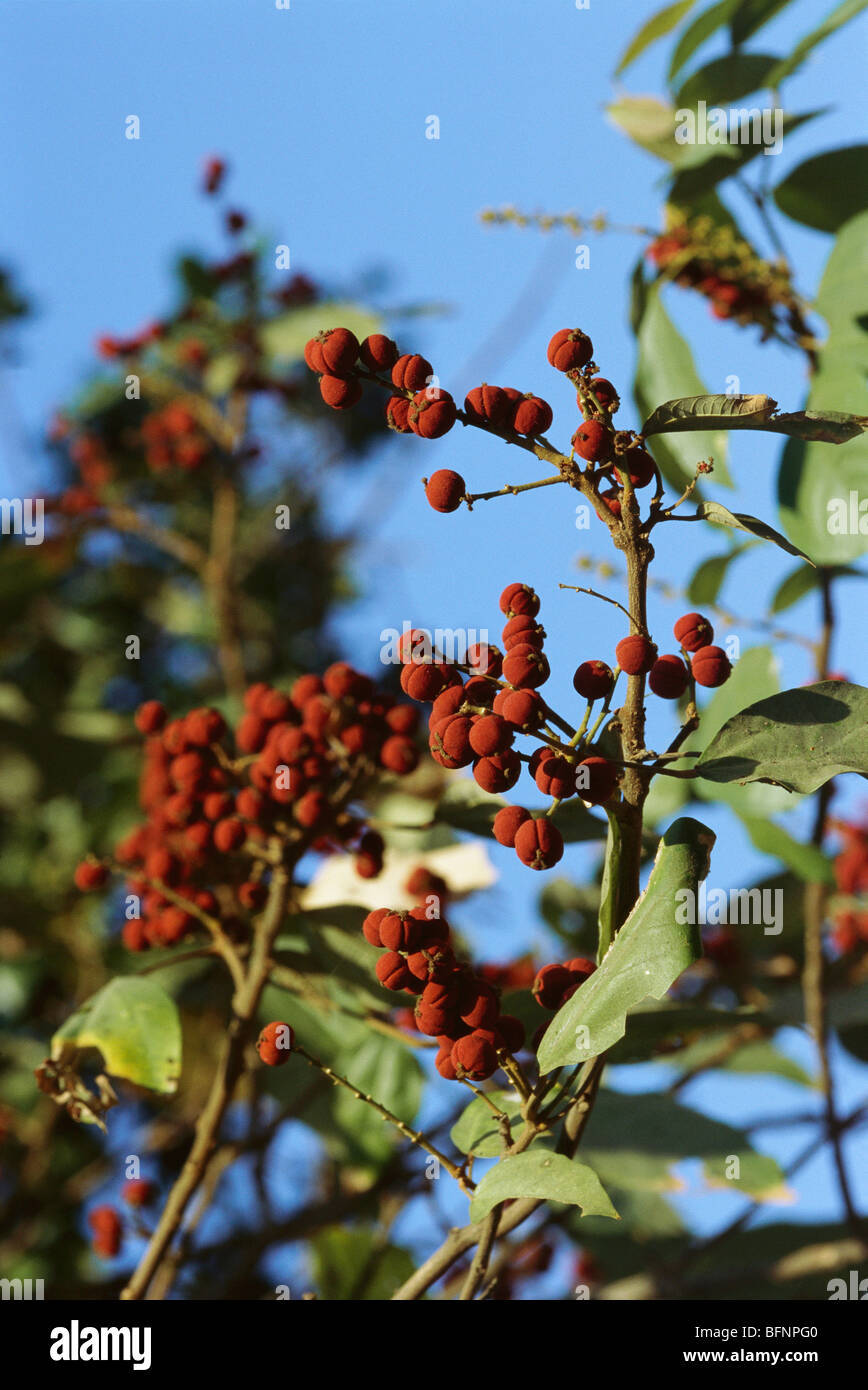 Mallotus philippensis hi-res stock photography and images - Alamy