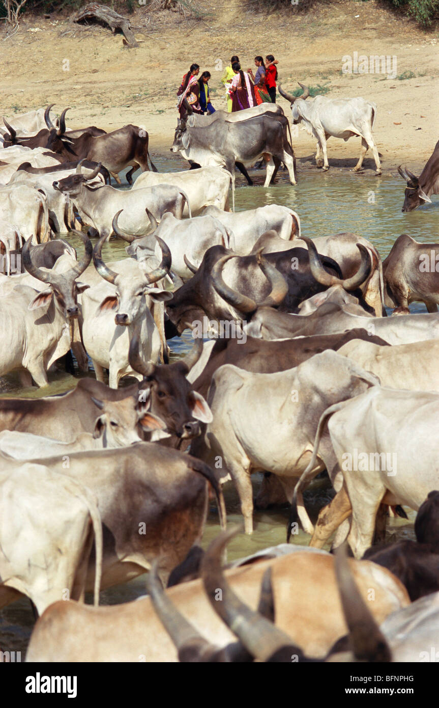 Cows ; Ravechi fair ; Rapar ; Kutch ; Kachchh ; Gujarat ; India ; Asia ...