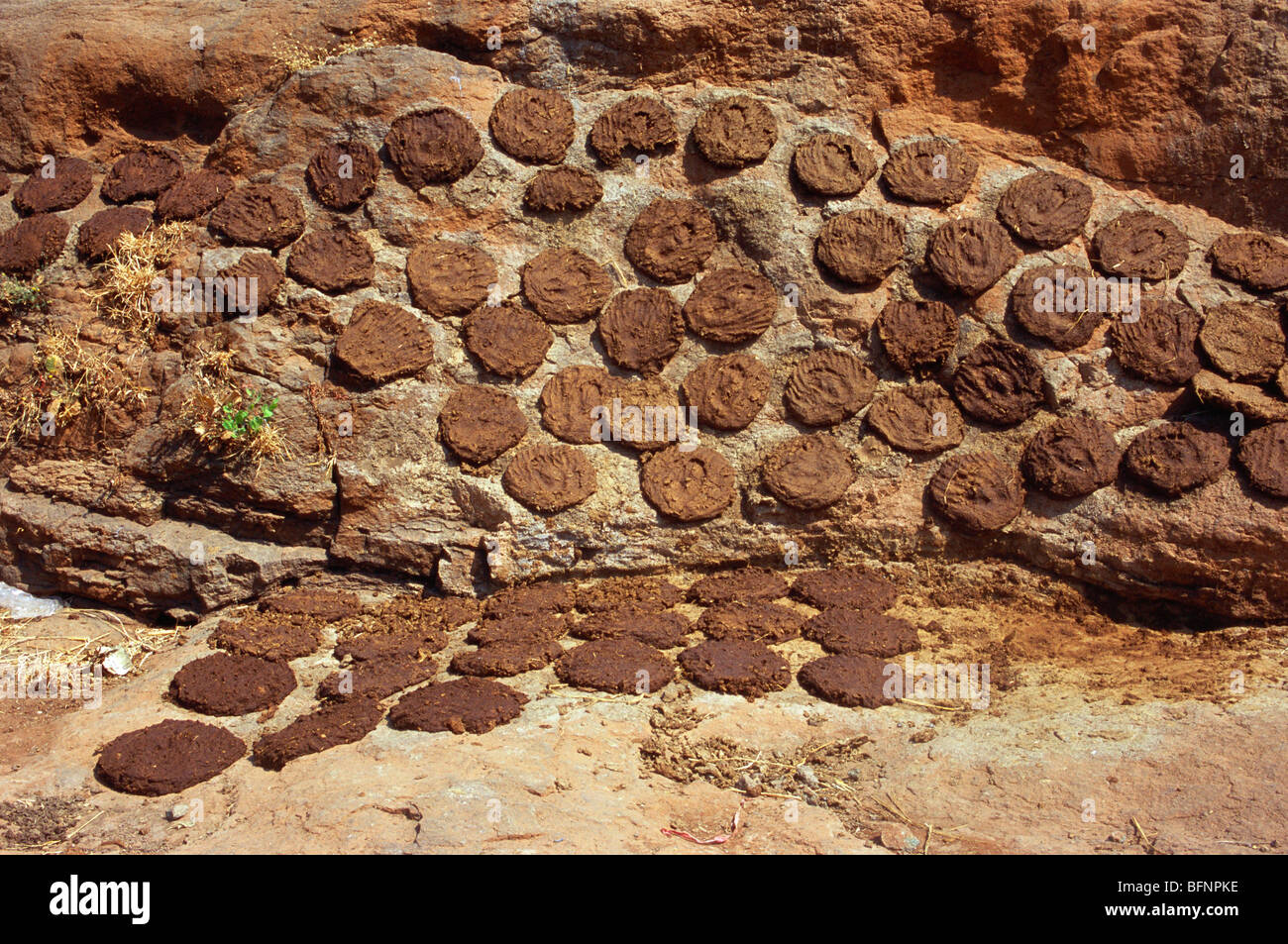 drying cow dung cake ; cow pats ; cow pies ; cow manure ; firewood for ...