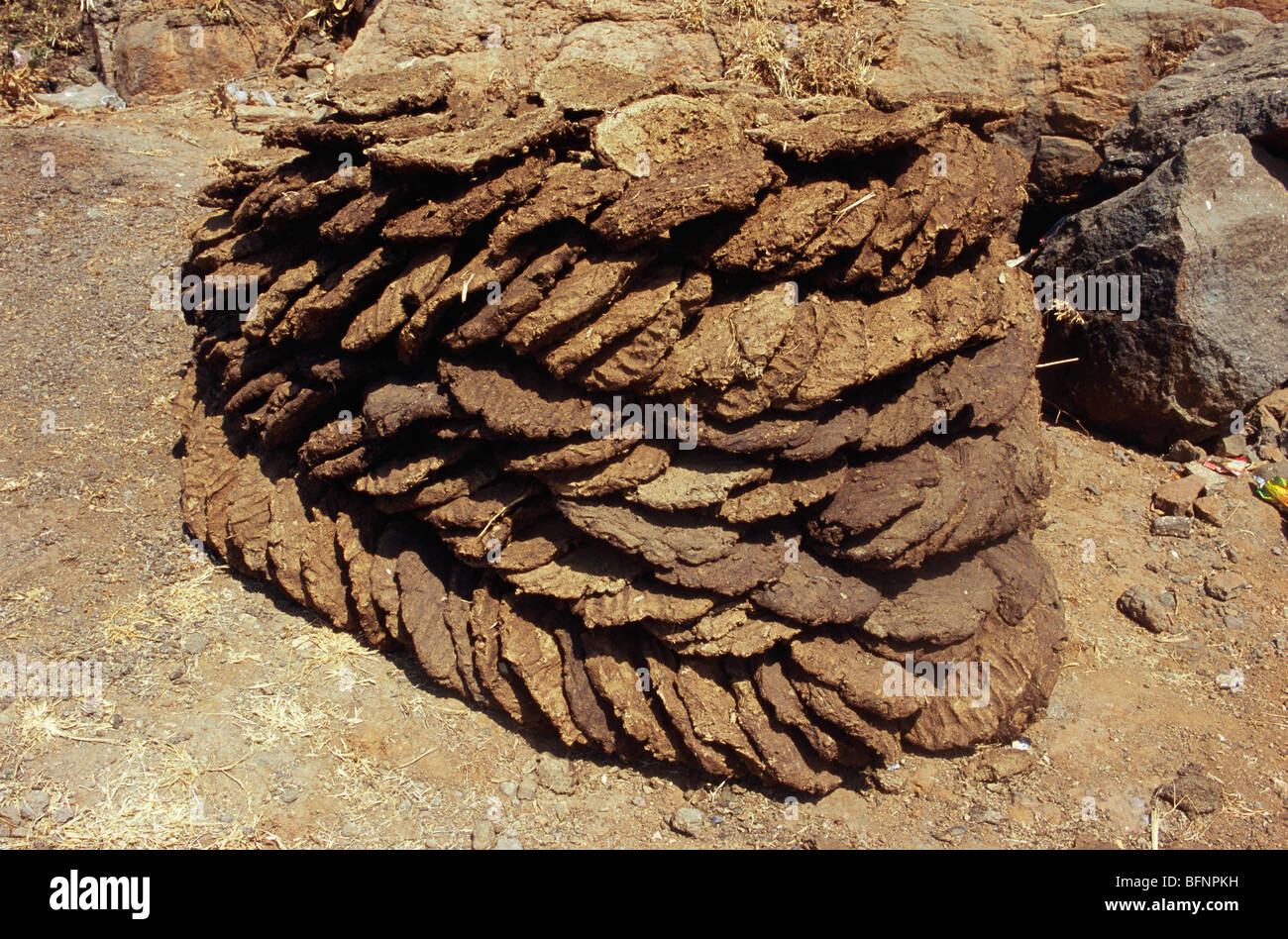 Cow dung cake for firewood in village Lonavala Pune Maharashtra India ...