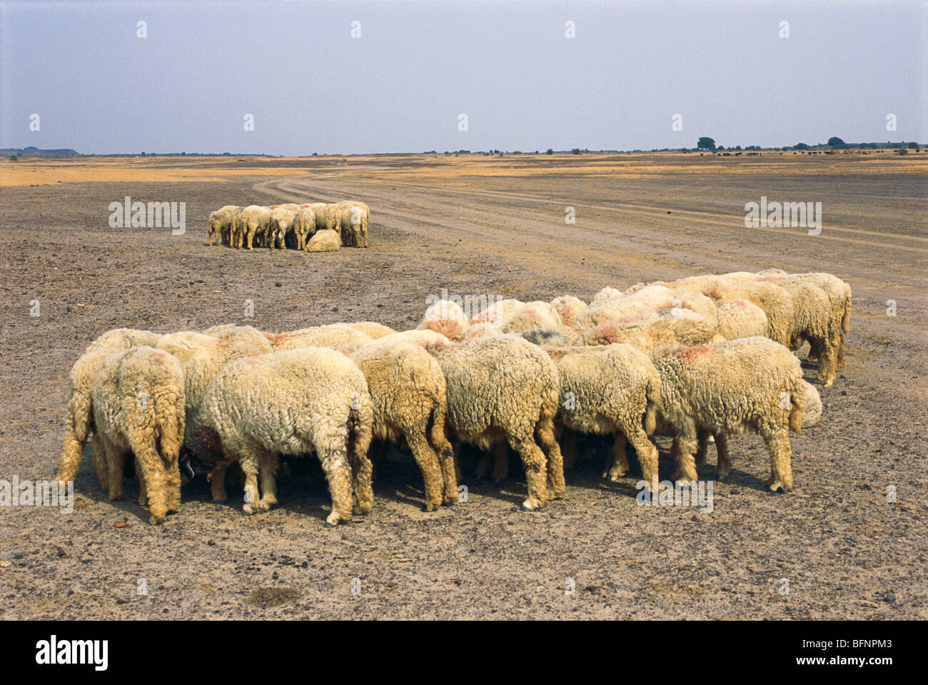Herd of sheep ; Sam Sand Dunes ; Sam ; Jaisalmer ; Rajasthan ; India ...