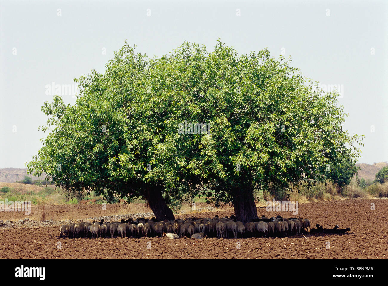 Sheep sheltering under a tree hi-res stock photography and images - Alamy