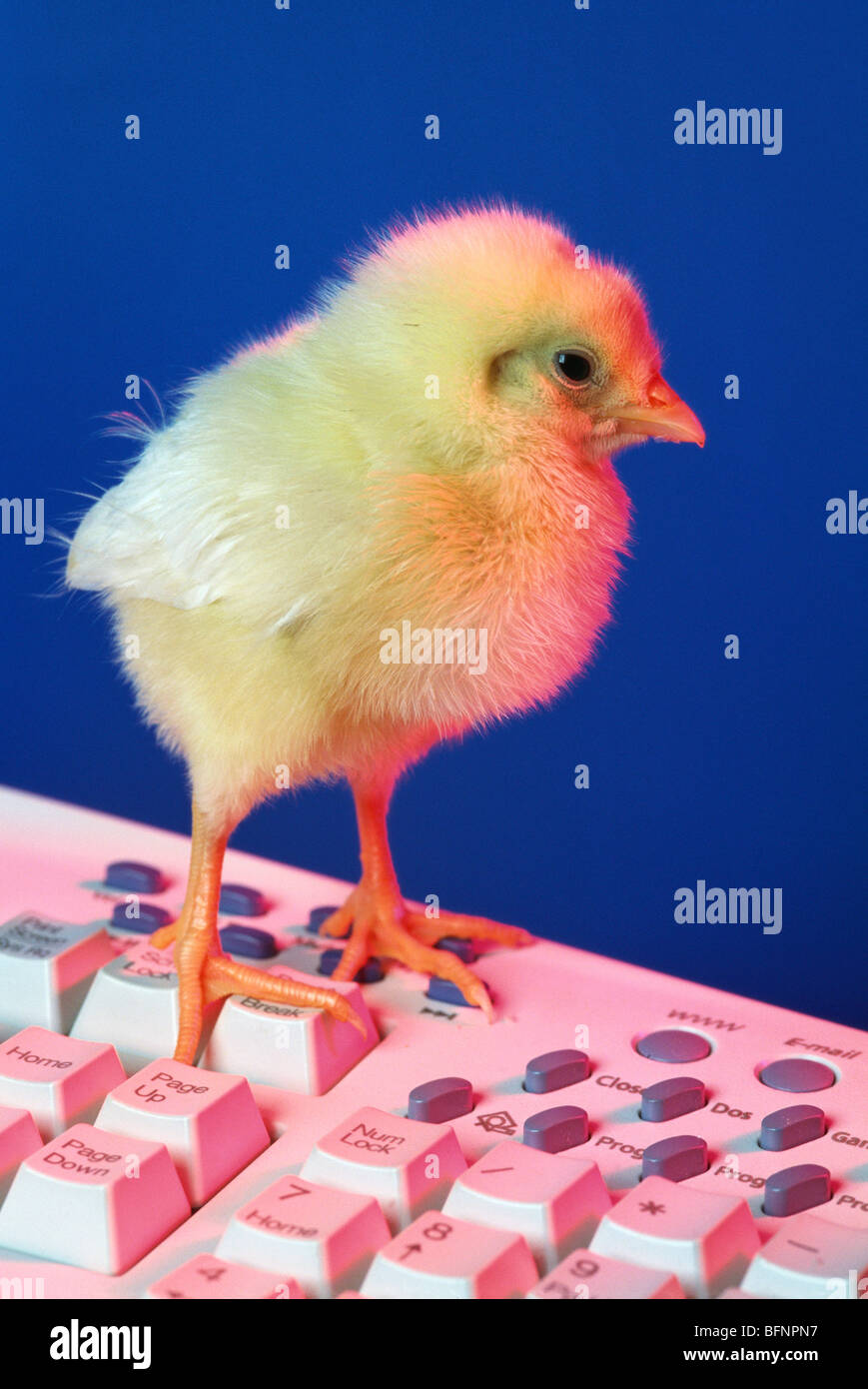 chick standing on computer keyboard Stock Photo - Alamy