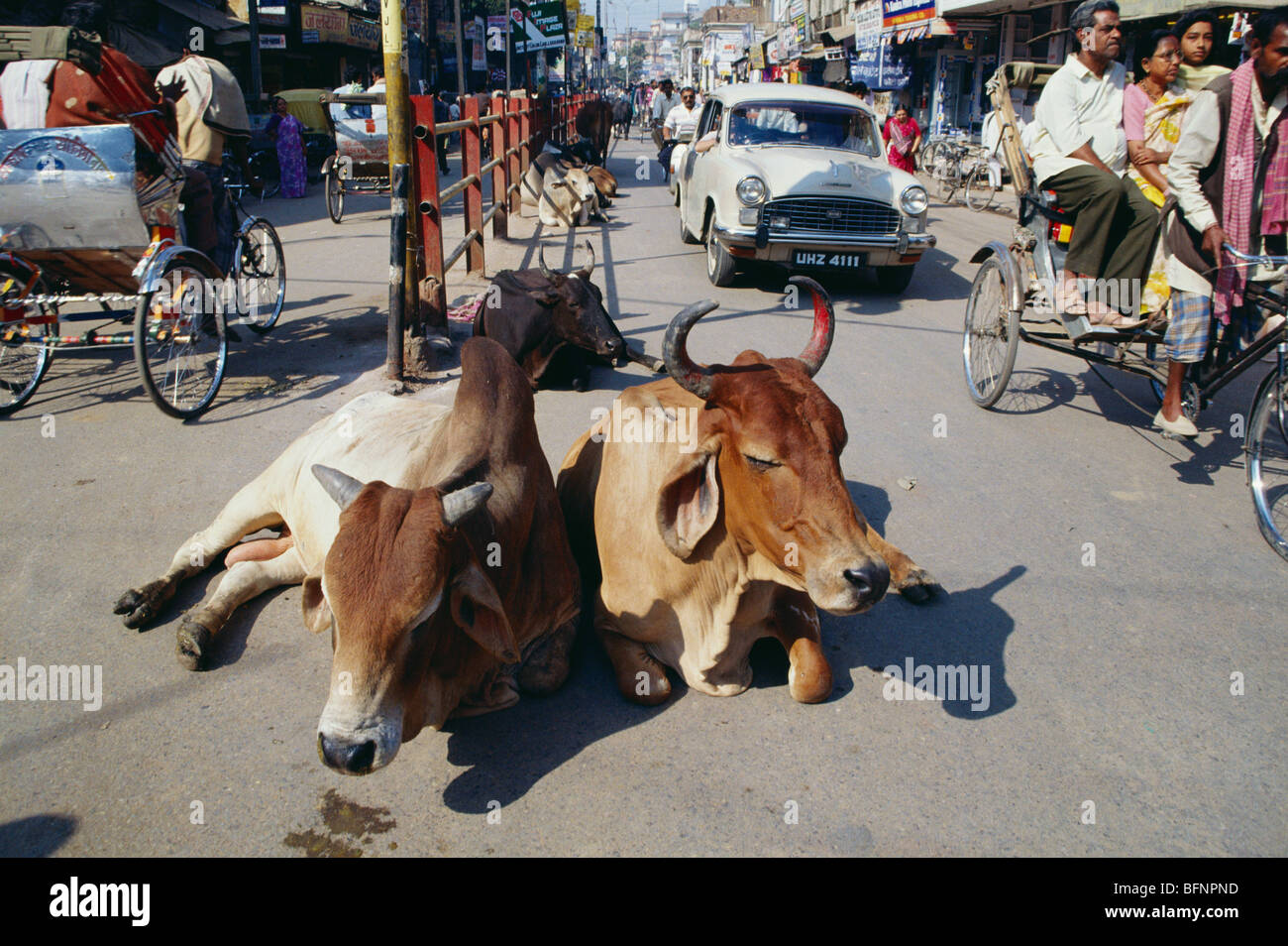 Sitting cows hi-res stock photography and images - Alamy