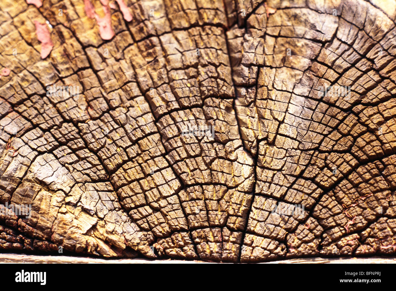 Wood texture age of tree Stock Photo - Alamy