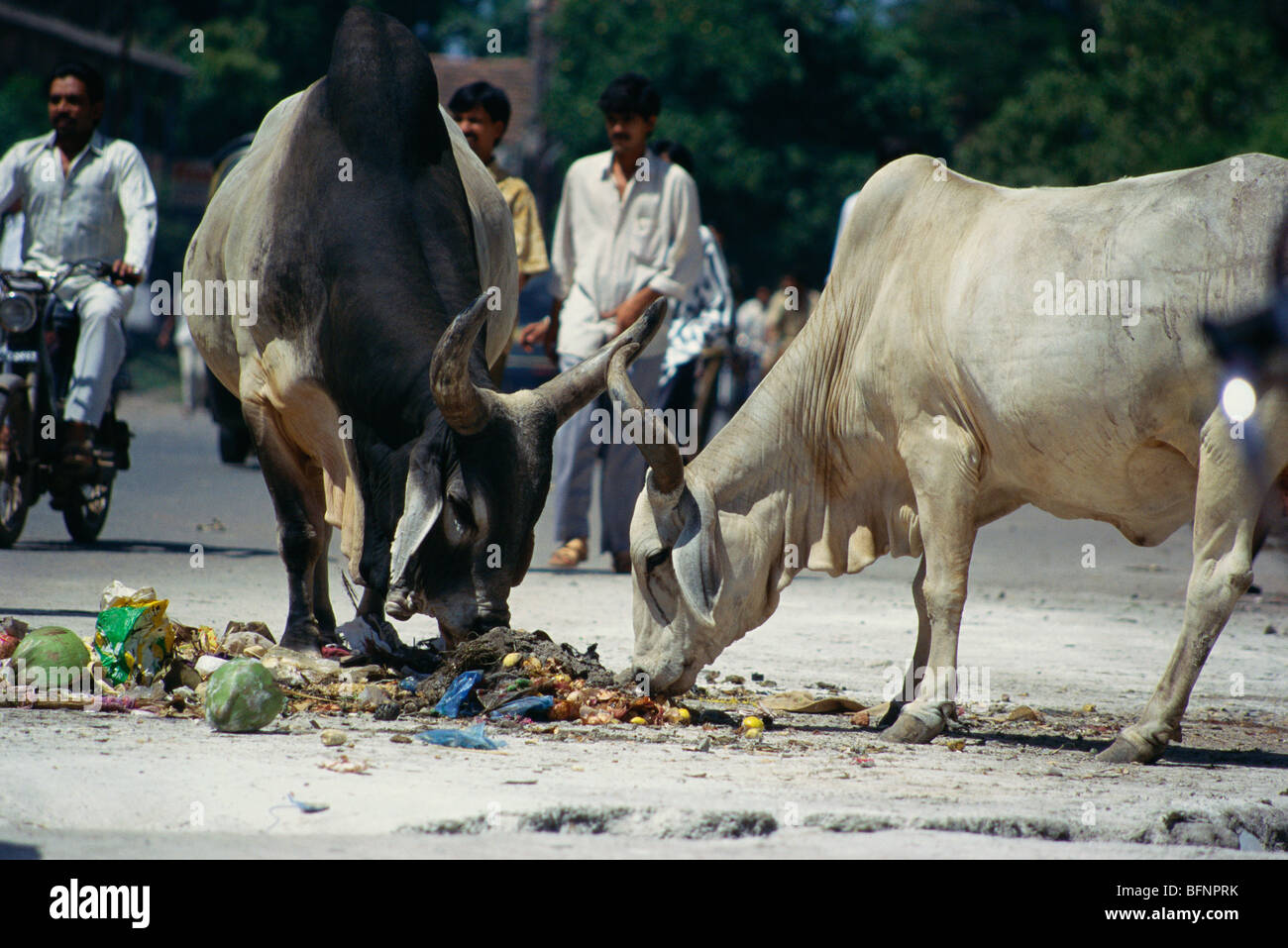 Cows eating trash ; bombay ; mumbai ; maharashtra ; india ; asia Stock ...