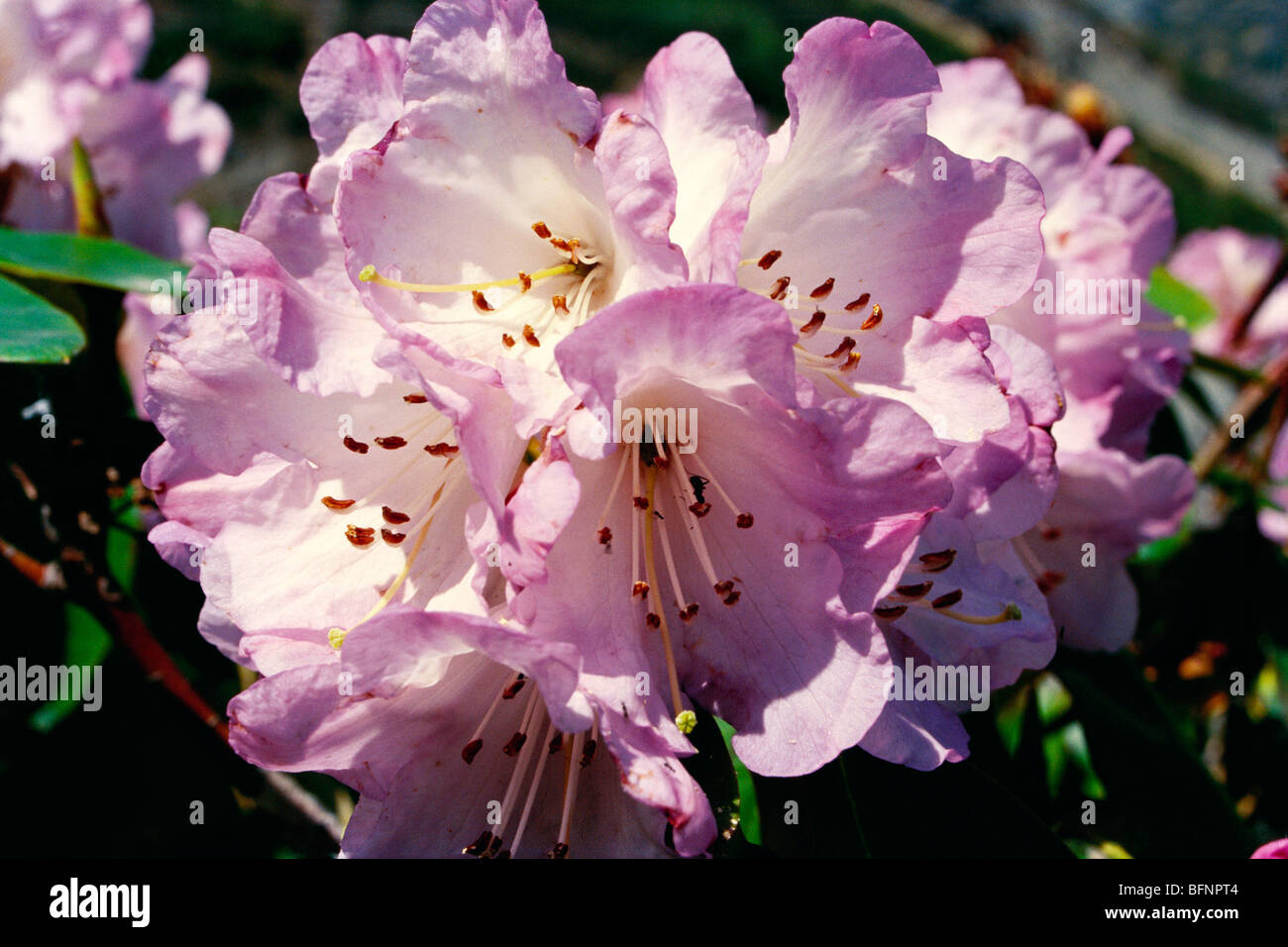 Rhododendron purple flower ; Rhododendron flowers ; India ; asia Stock ...