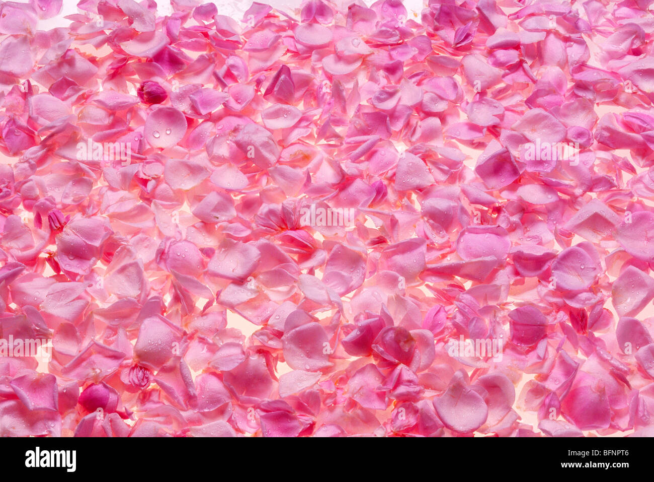 petals of pink rose Stock Photo - Alamy