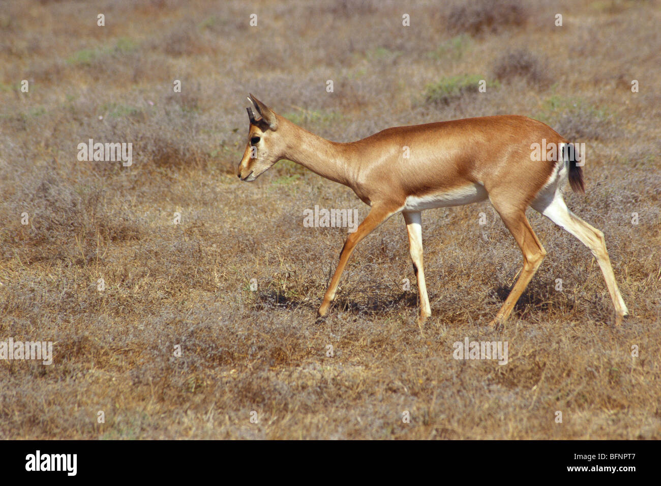 Chinkara Deer