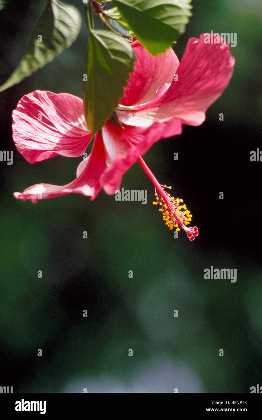 Hibiscus flower Rubra Stock Photo - Alamy