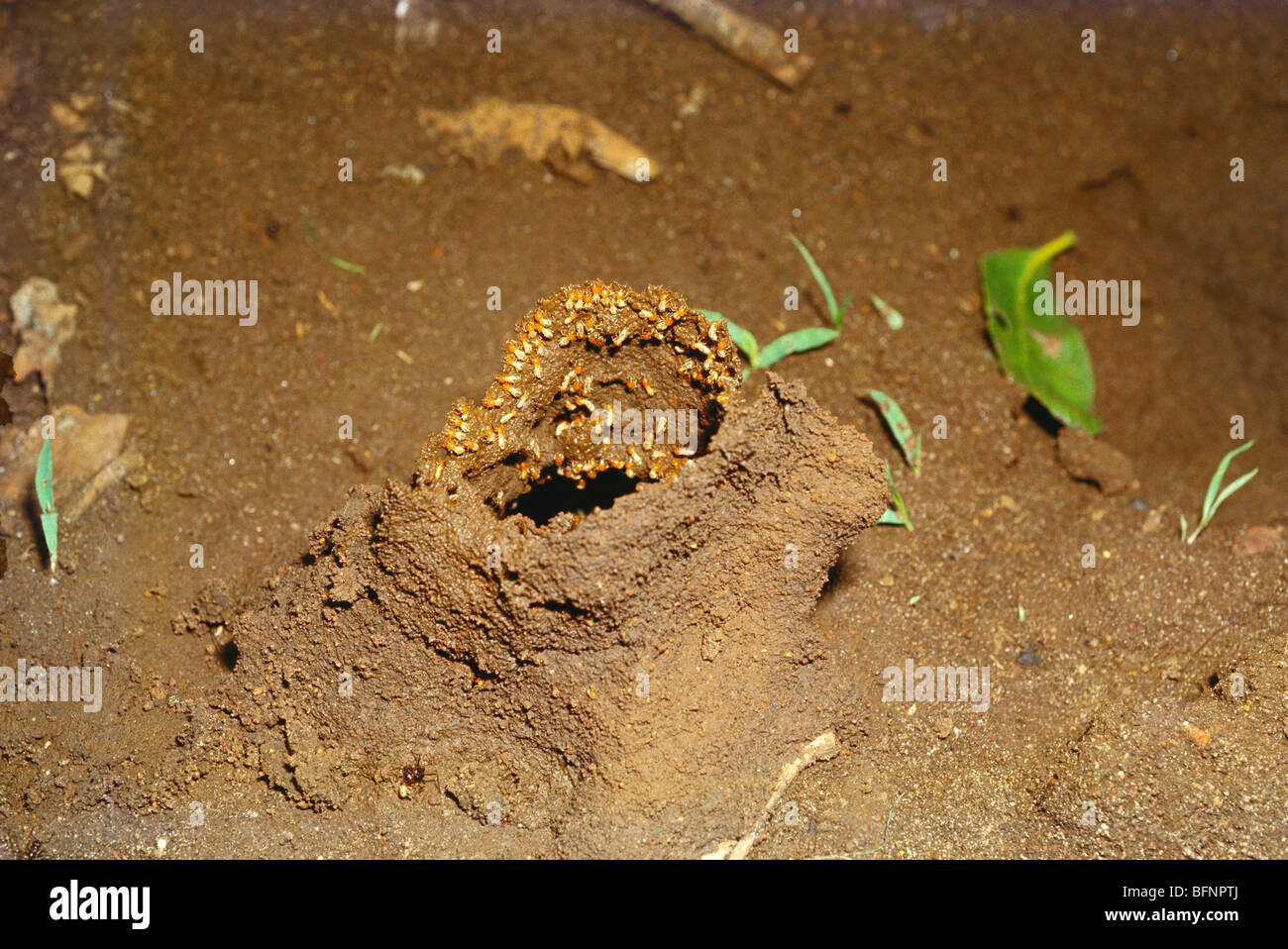 Soft bodied insects hi-res stock photography and images - Alamy