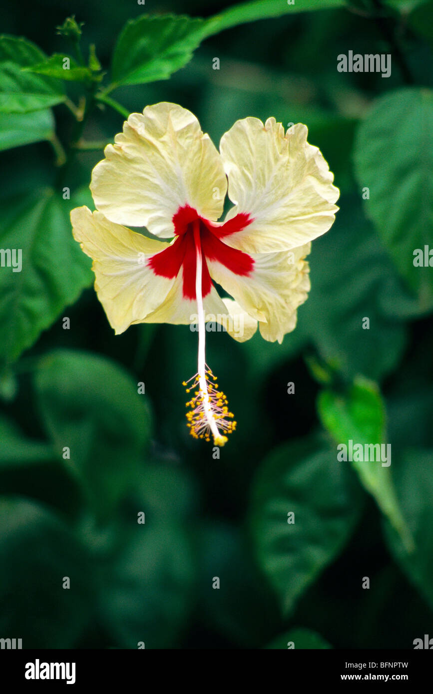 Hibiscus flower ; India Stock Photo - Alamy