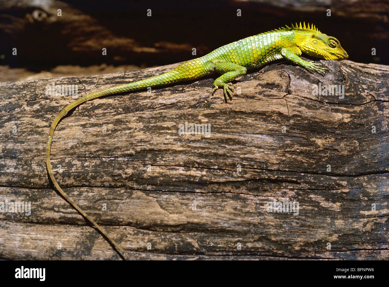 Common tree lizard calotes calotes hi-res stock photography and images ...