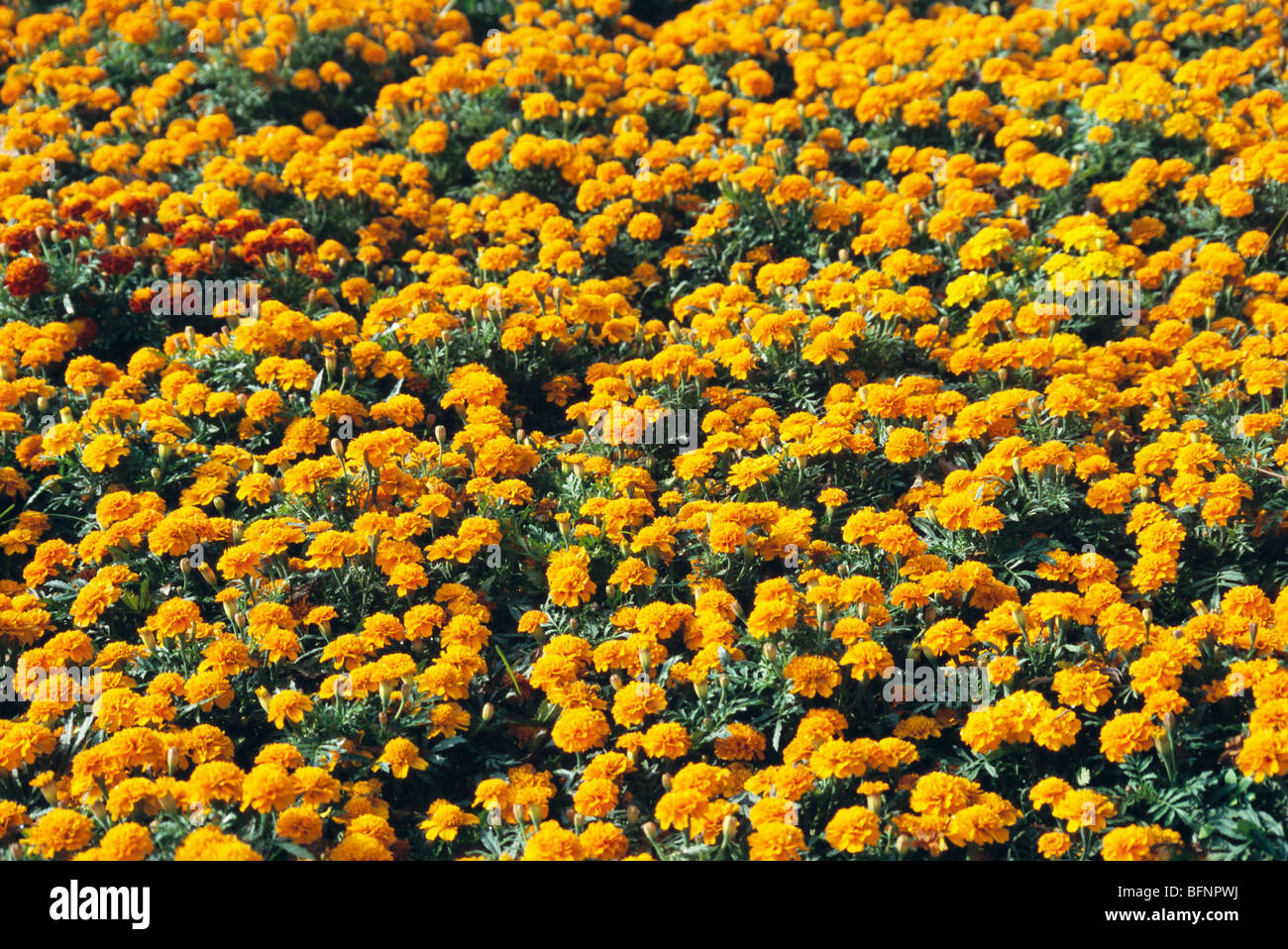 Marigold flower field ; Floriculture ; flower farming ; India ; asia ...