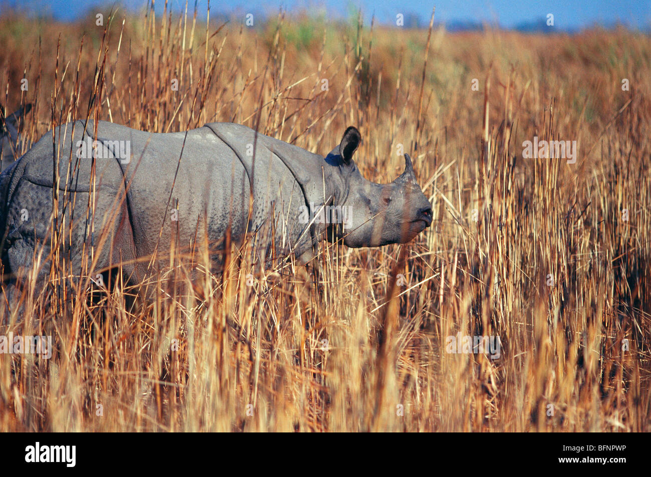 Rhino one horned Rhinoceros ; Kaziranga national park ; Assam ; India ...