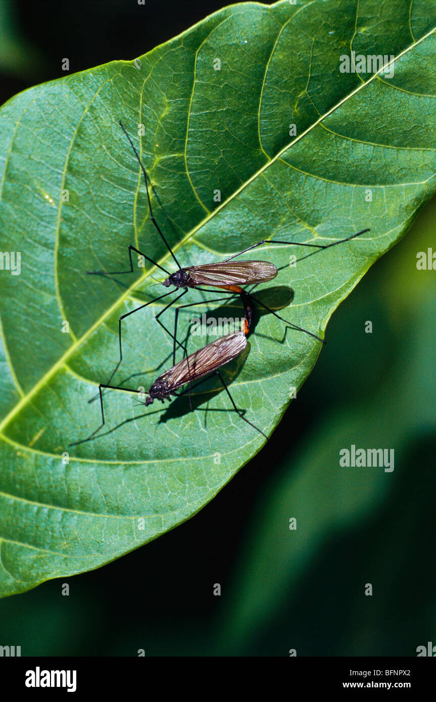 bugs mating on green leaf Stock Photo - Alamy