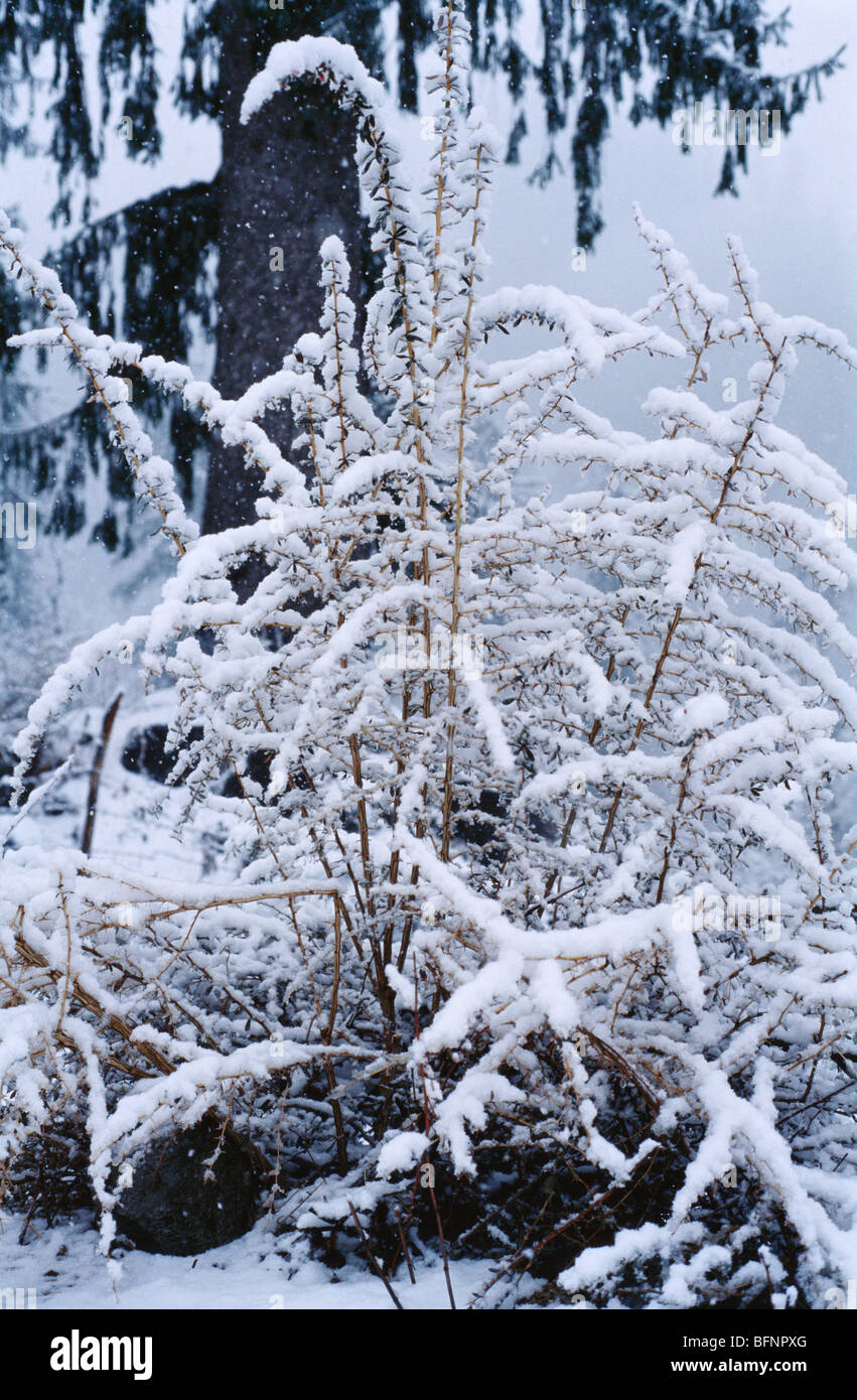 Snow covered plant ; Solang valley ; Manali ; Himachal Pradesh ; India ...