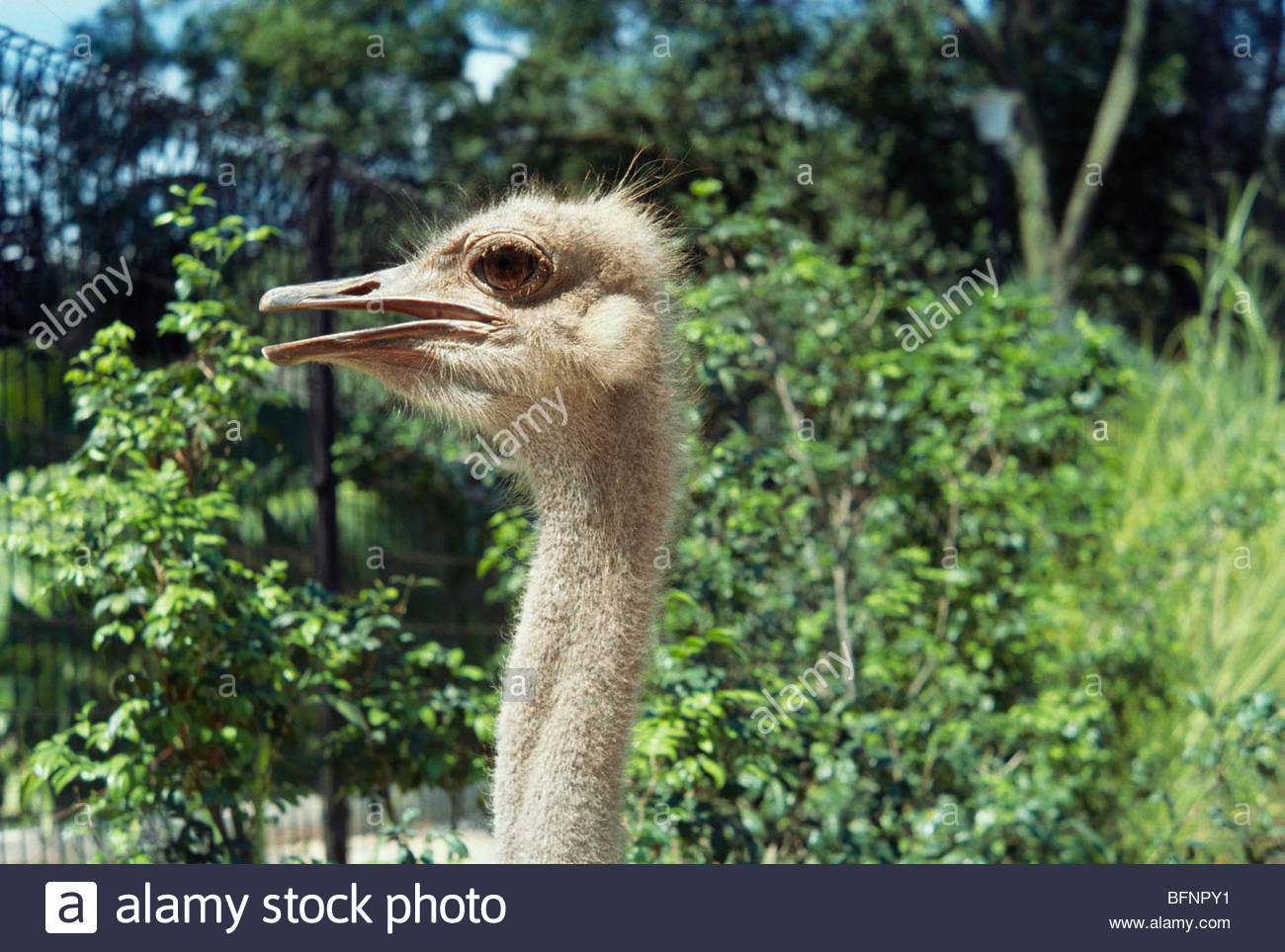 Two Toed Bird Stock Photos & Two Toed Bird Stock Images - Alamy