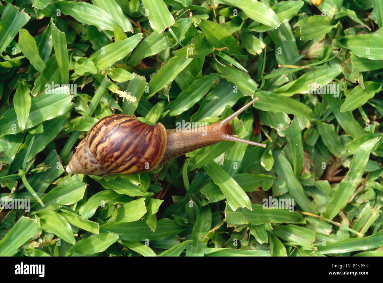 Snail on grass ; gastropod Stock Photo - Alamy