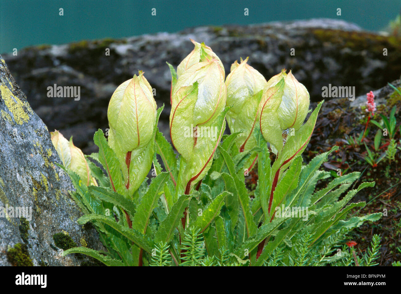 Brahma Kamal ; Saussurea obvallata ; hemkund ; valley of flowers ...