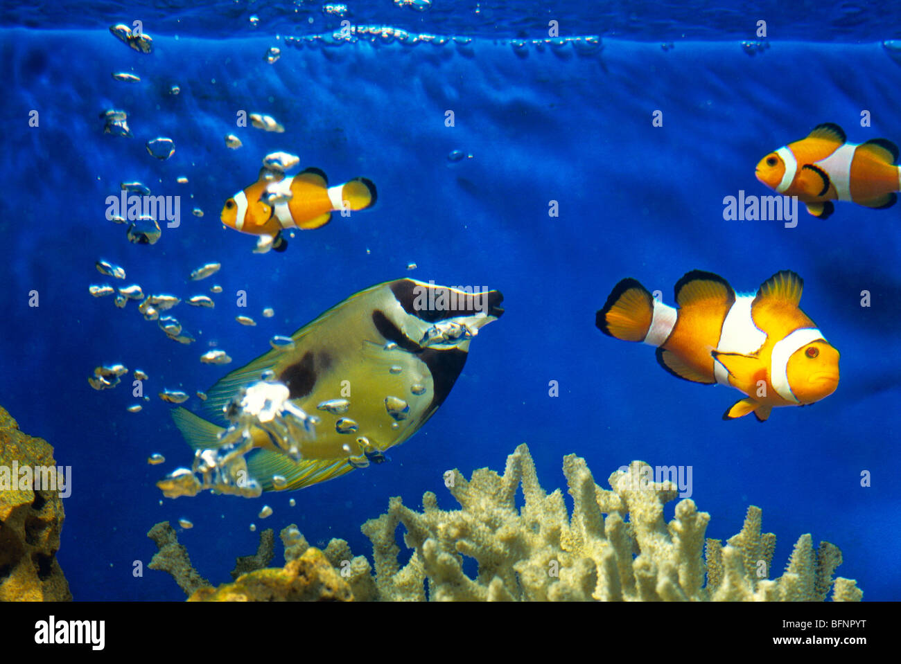 Fishes in aquarium Stock Photo - Alamy