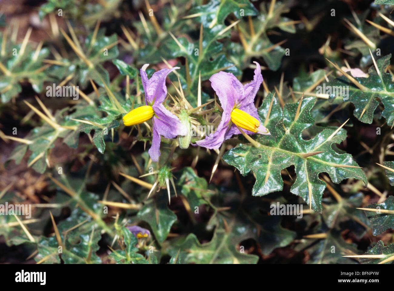 Indian night shade ; yellow berried nightshade ; Surattense nightshade ...