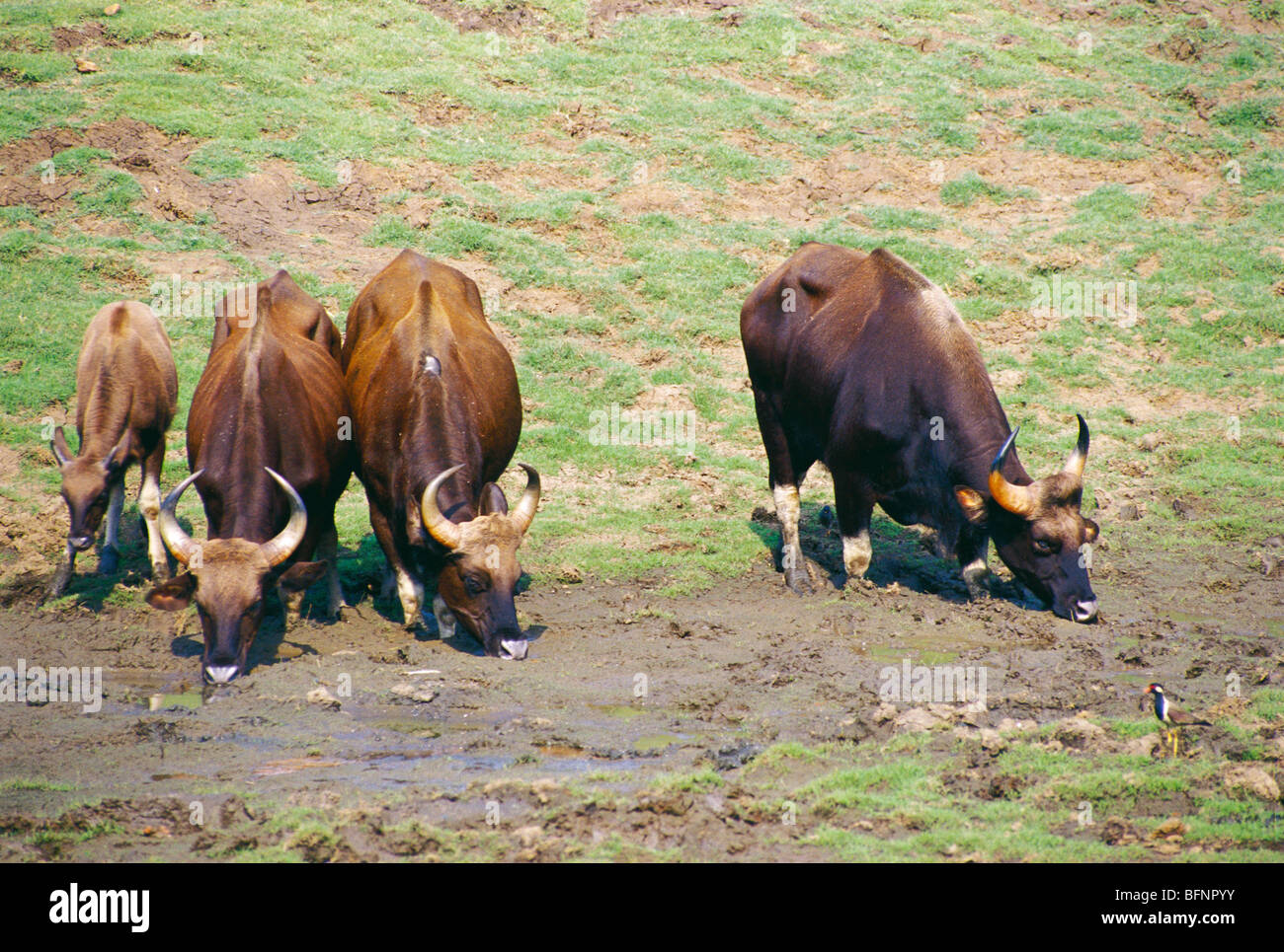 Bison kabini india hi-res stock photography and images - Alamy