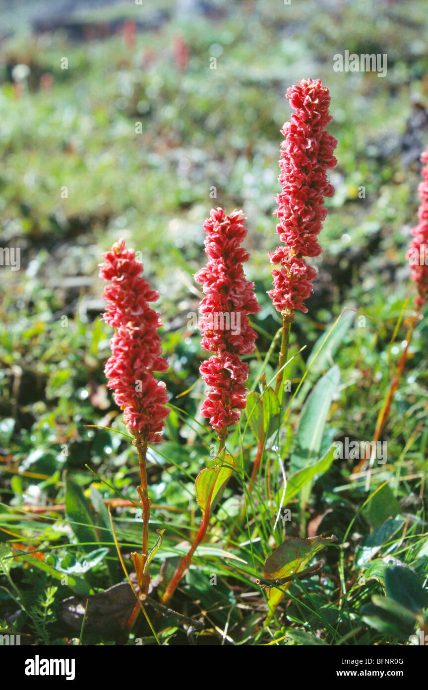 Bistorta affinis ; Polygonum affine ; Persicaria affinis ; Himalayan ...