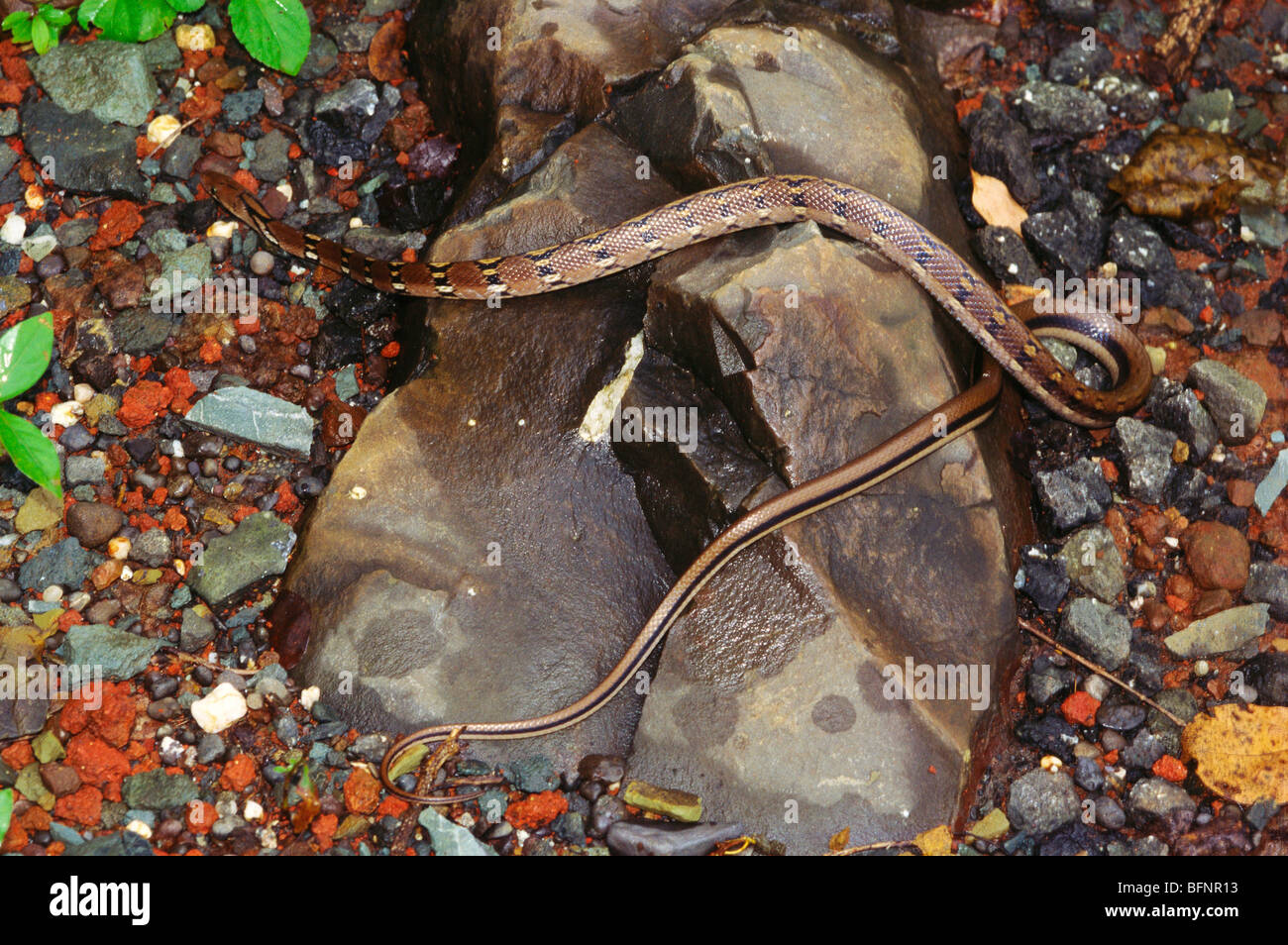 Indian trinket snake ; laphe helena ; Coelognathus helena ; common ...