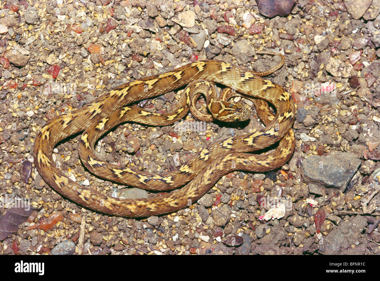 Indian common cat snake ; boiga trigonata ; Boiga trigonata ; Indian ...