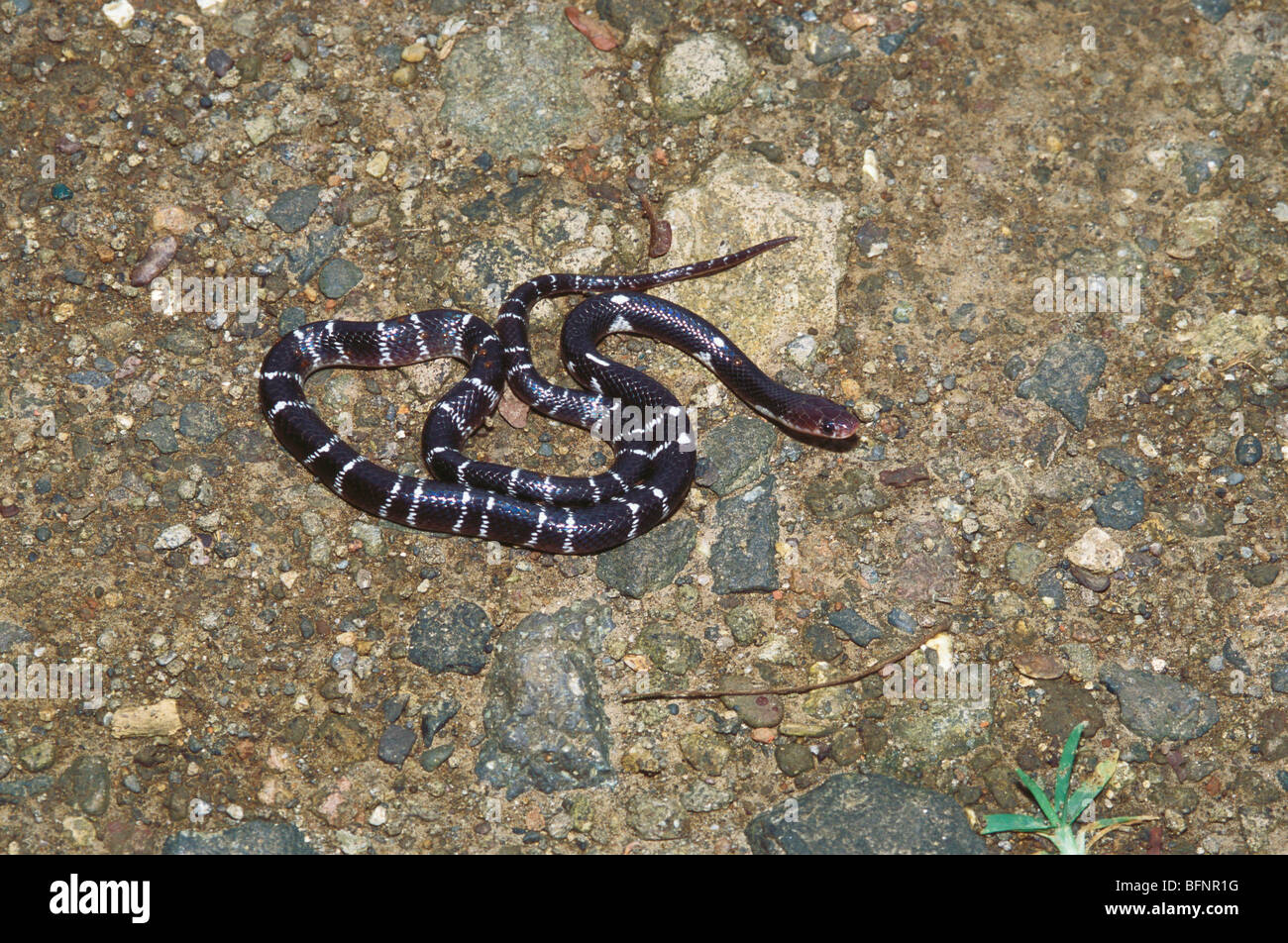 Indian common krait snake ; bungarus caeruleus ; common krait snake ...