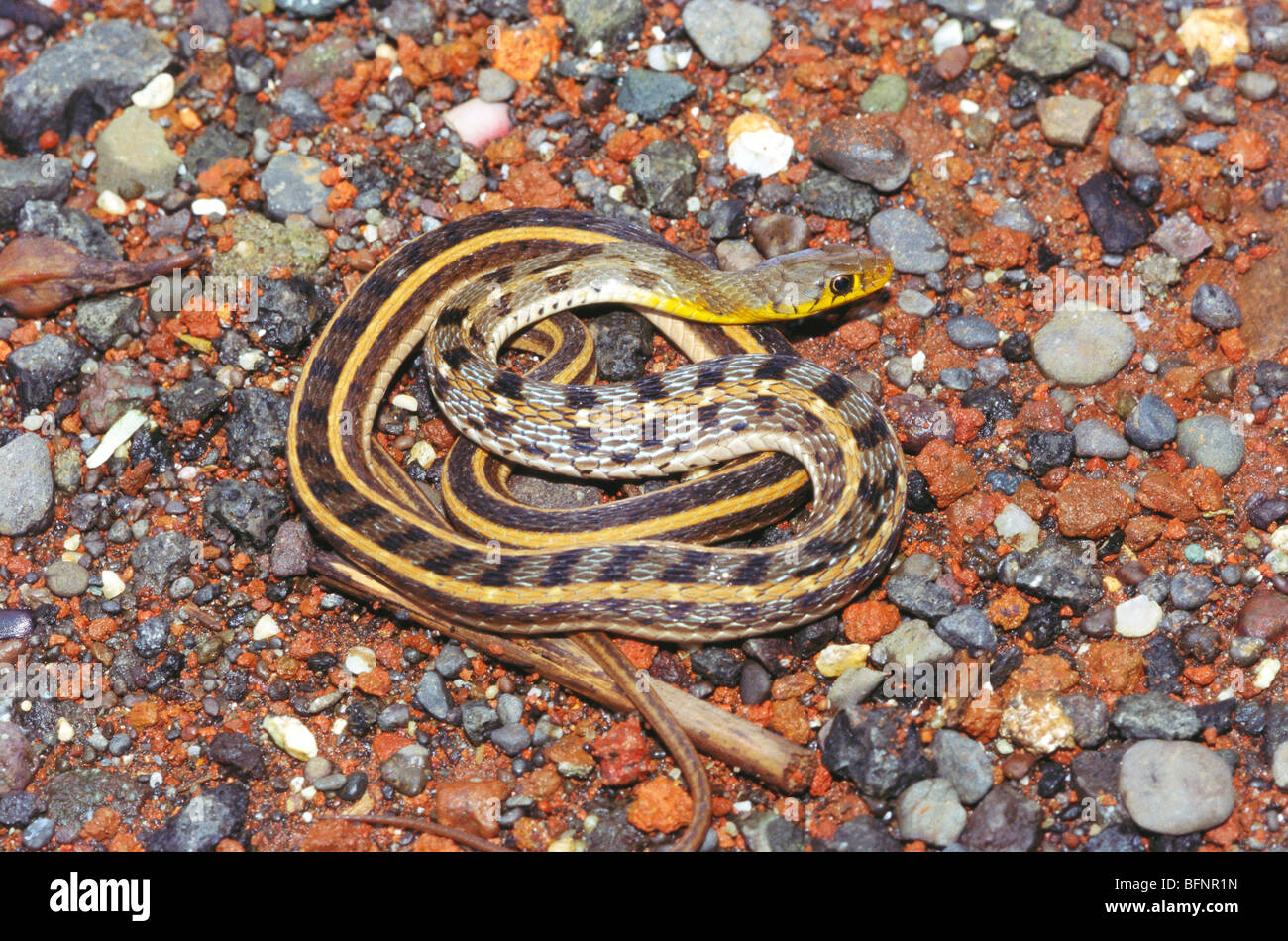 buff striped keelback snake ; Amphiesma stolatum ; Indian buff striped ...