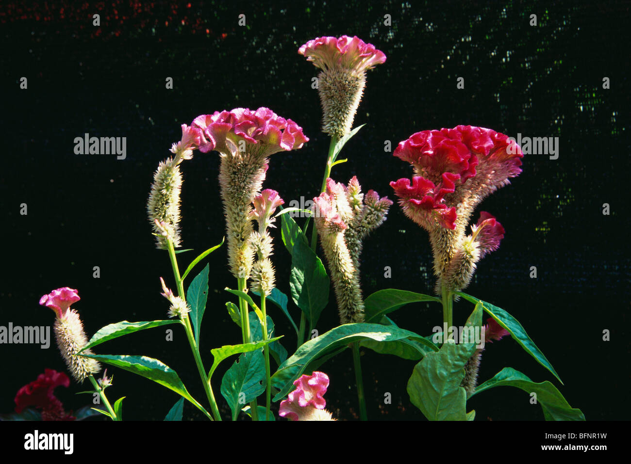Celosia flower ; violet purple color ; woolflowers ; cocks comb flowers ...