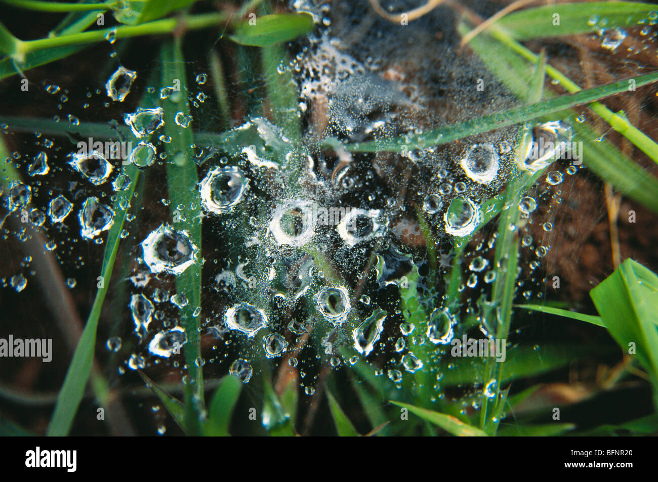 Spider web water india hi-res stock photography and images - Alamy