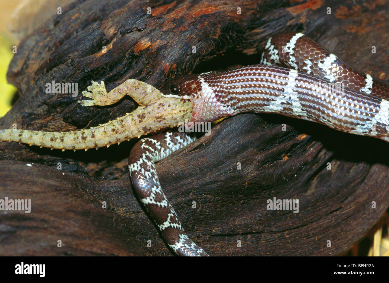 Snake eating gecko ; common wolf snake ; lycodon quicus ; gecko ...