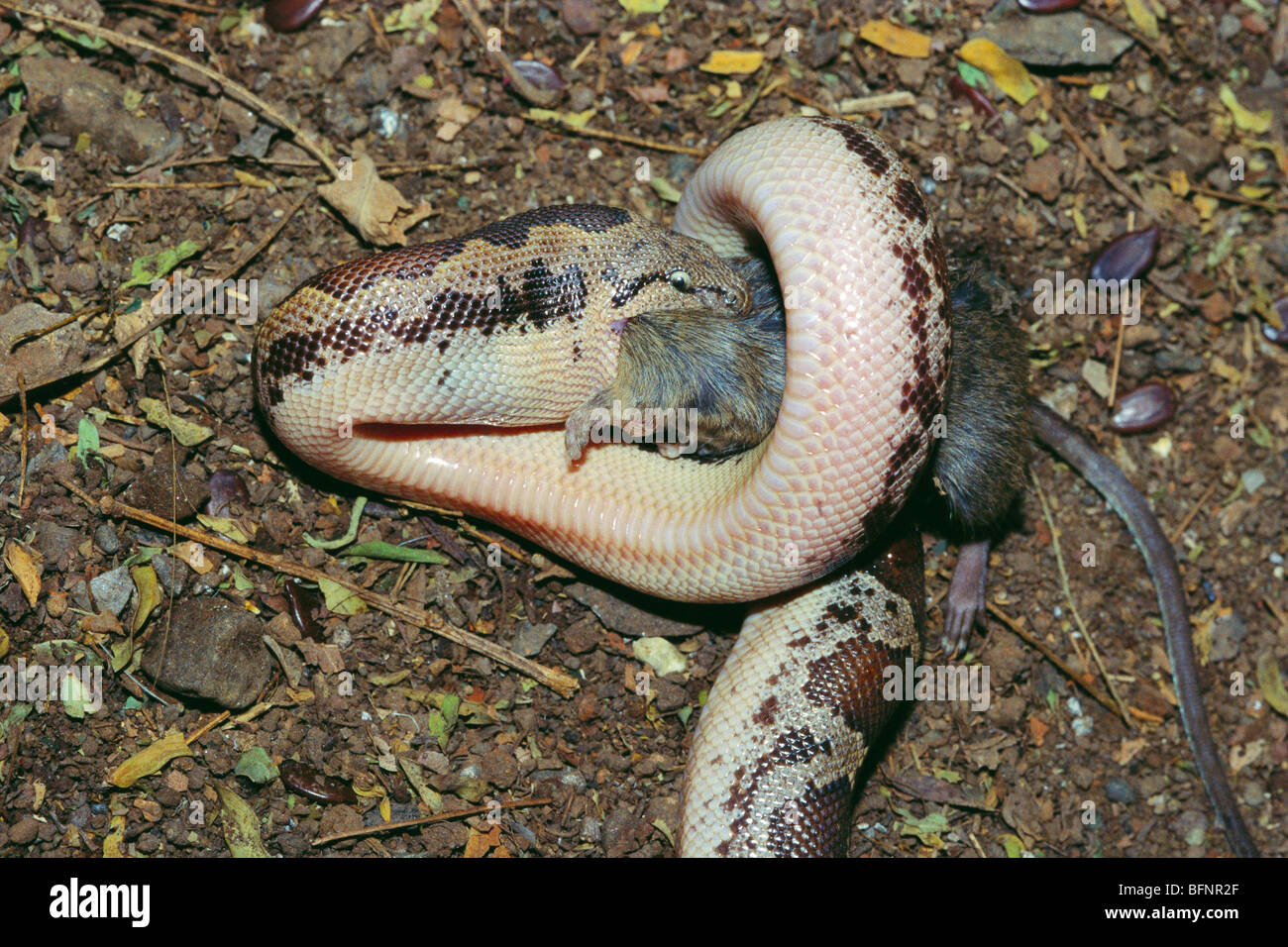 Swallow snake hi-res stock photography and images - Alamy