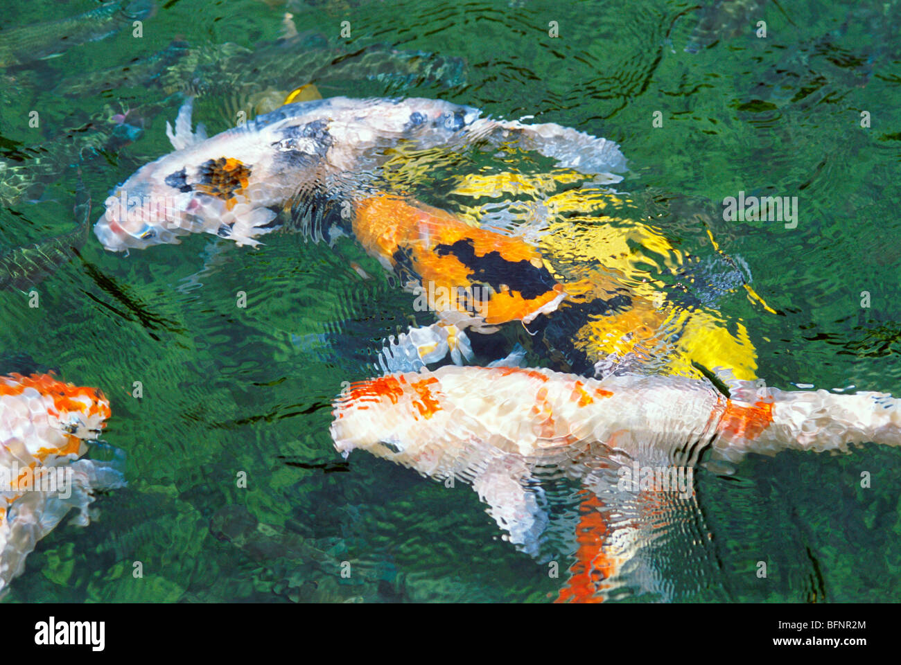 Koi carp ; jinli carp ; nishikigoi carp ; fresh water carps ; exotic ...