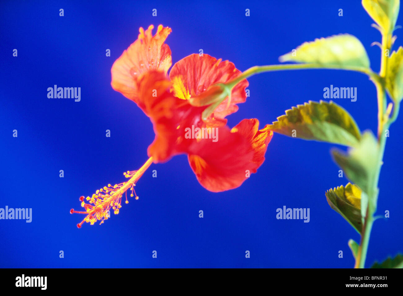 Indian shoe flower hi-res stock photography and images - Alamy