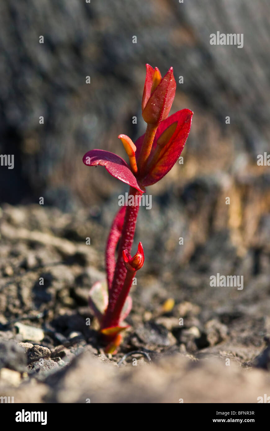 Red leaves sprout from eucalyptus lignotubers on a burnt tree trunk ...