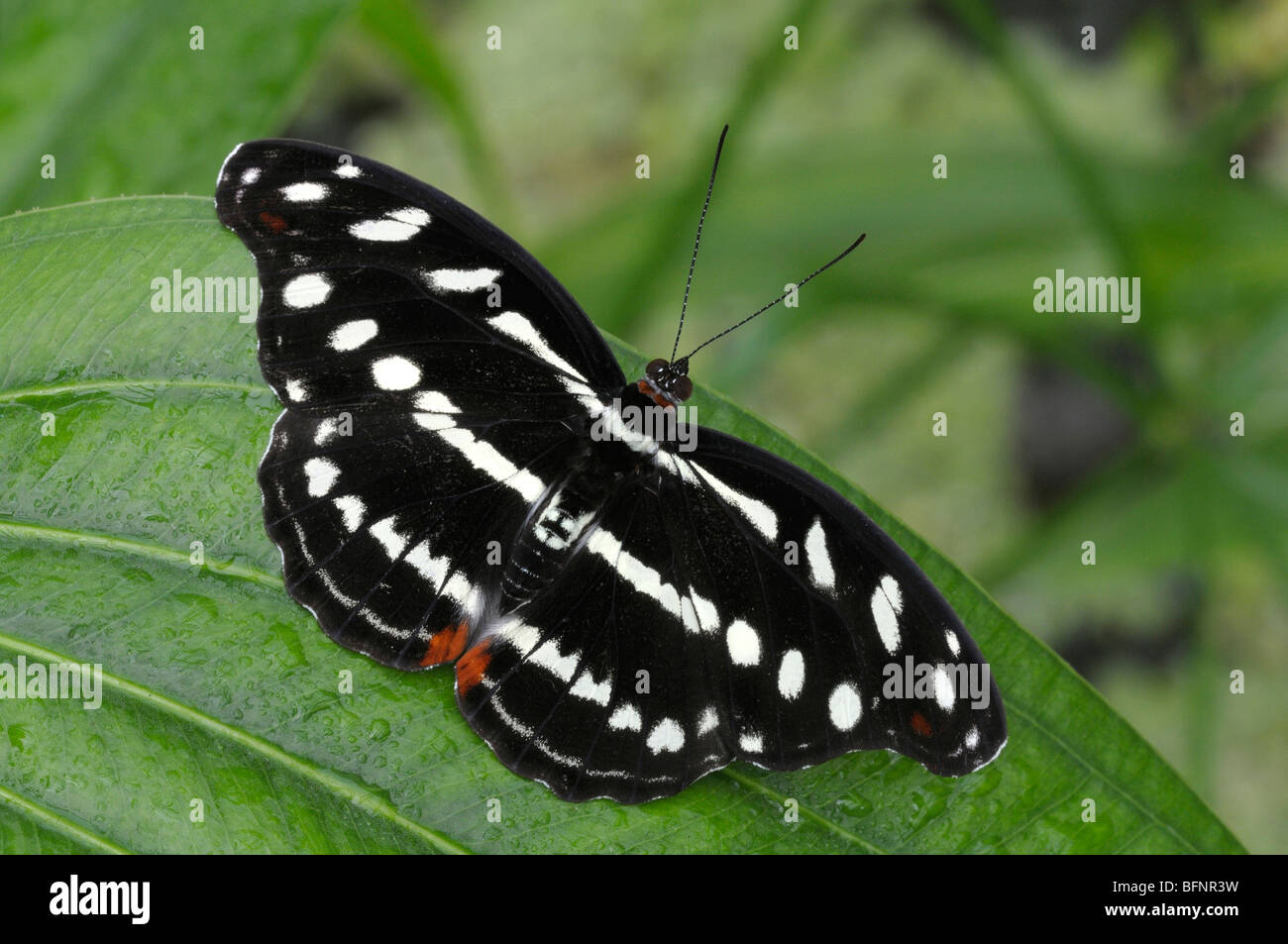 Common Sergeant (Athyma perius) on a leaf Stock Photo - Alamy