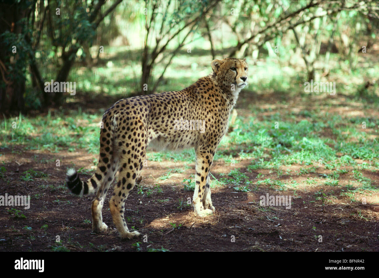 Cheetah Kenya Africa Stock Photo - Alamy