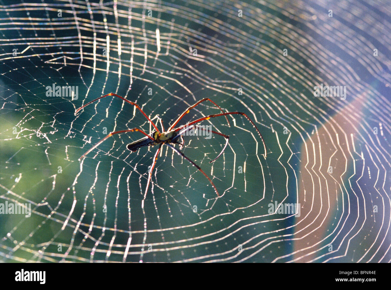 Giant wood spider web ; spiderweb ; cobweb ; Yeoor ; Thane ...