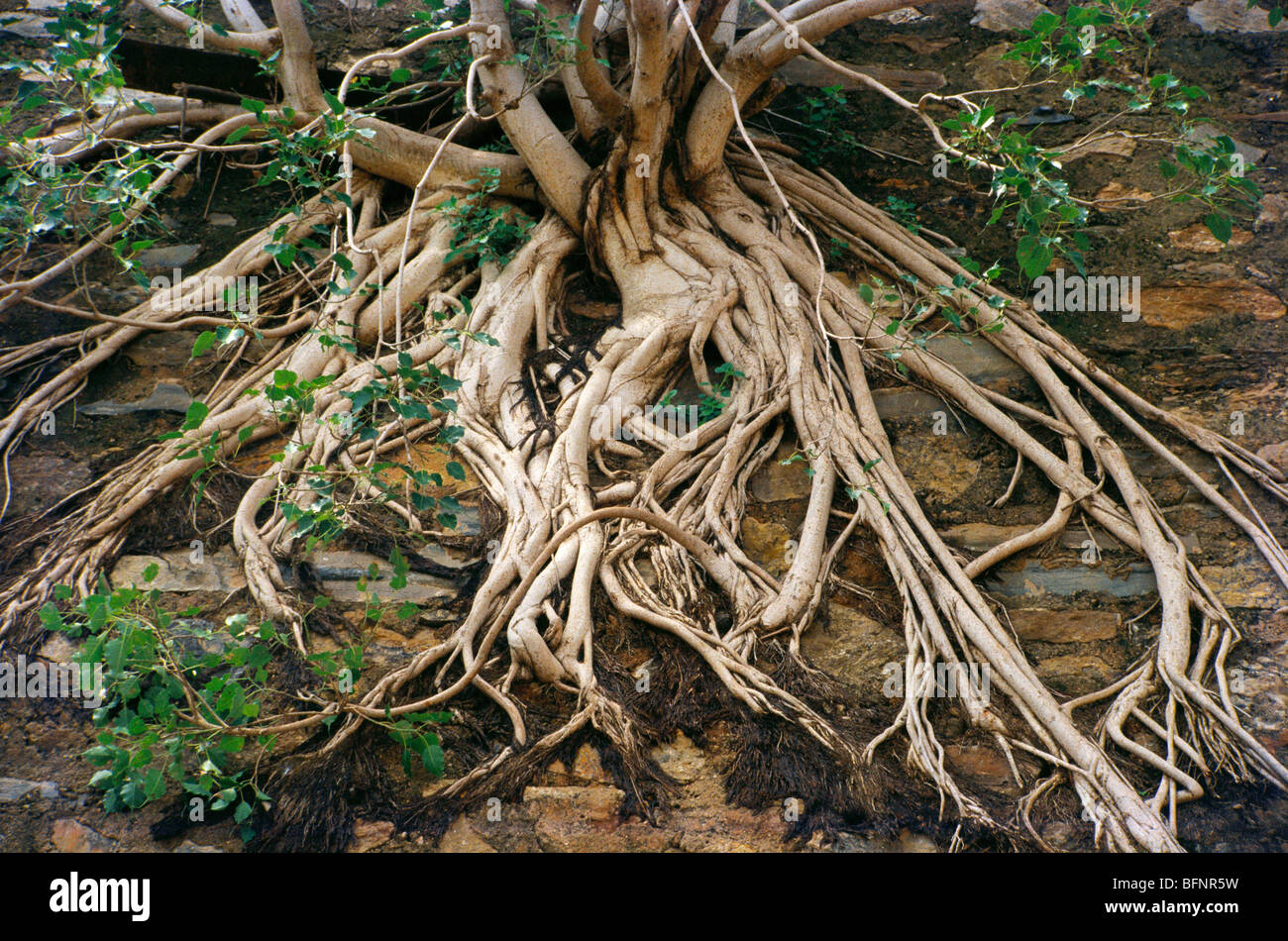 Tree roots ; Ooty ; Udhagamandalam ; western ghats ; Tamil Nadu ; India ...