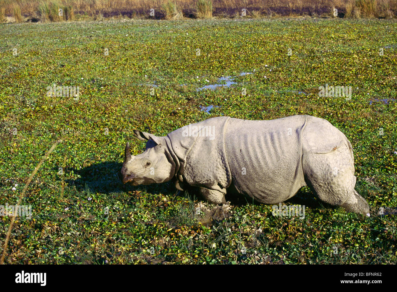 Rhino one horned rhinoceros in swamp ; Kaziranga National Park ...