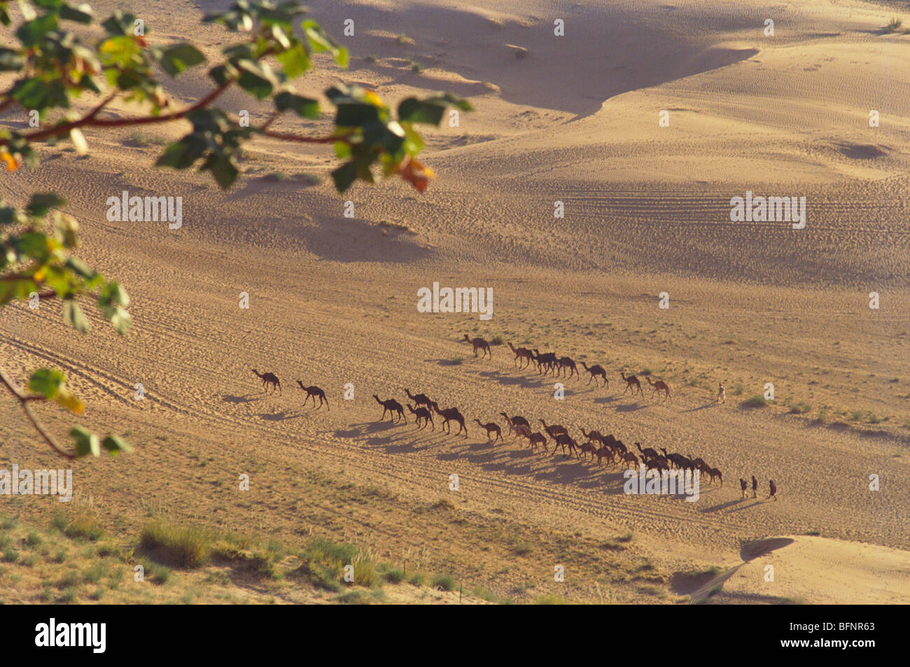 SSK 62897 : Camel parade at Pushkar fair ; Rajasthan ; India Stock ...