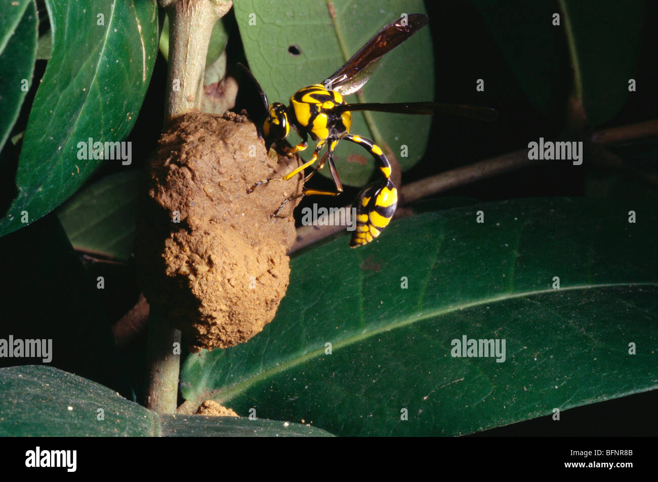 Potter wasp ; mason wasp ; making nest Stock Photo - Alamy