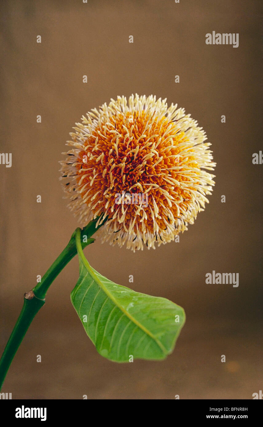 Kadam flower ; India Stock Photo - Alamy