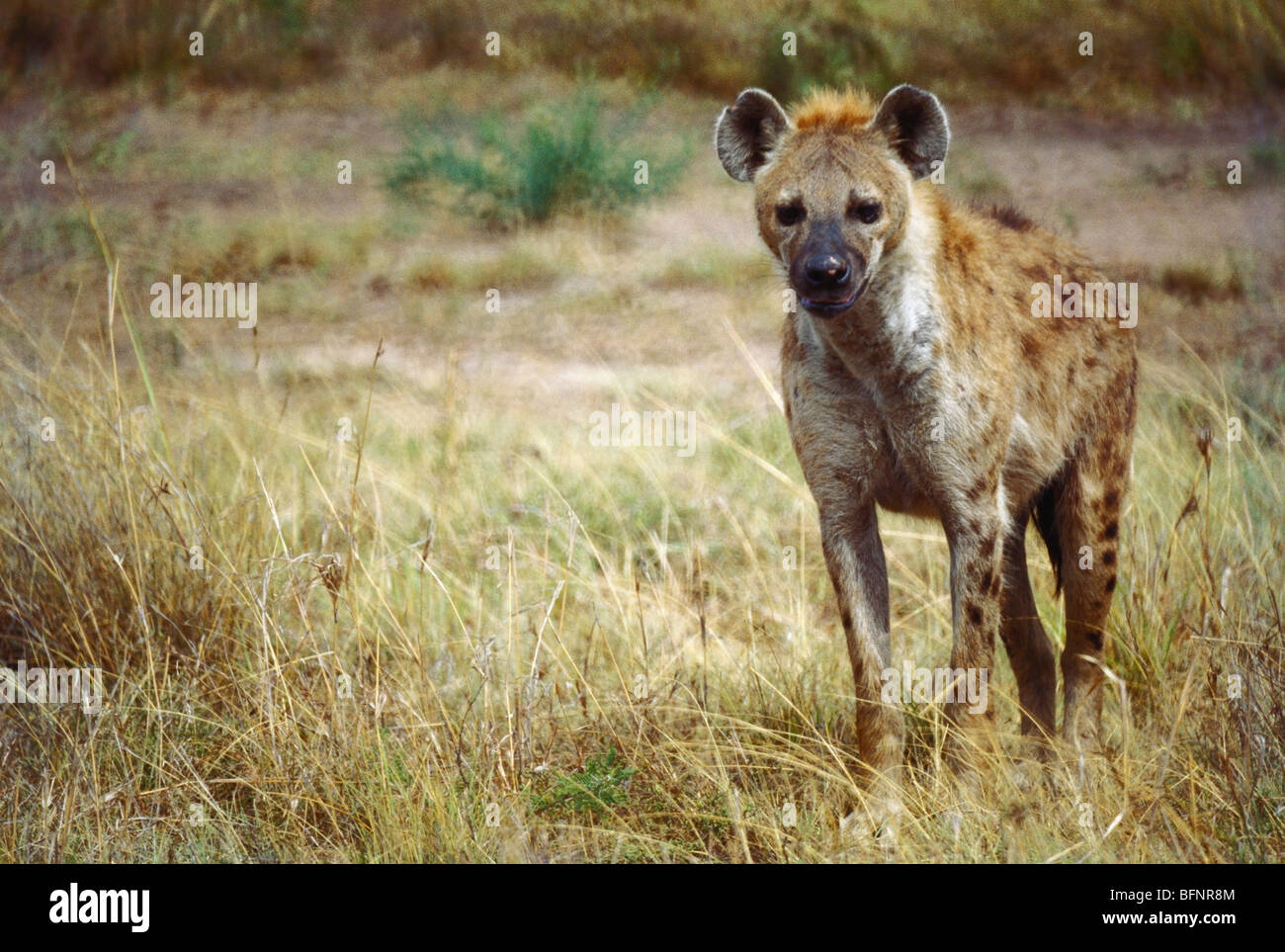 Hyaenas standing hi-res stock photography and images - Alamy
