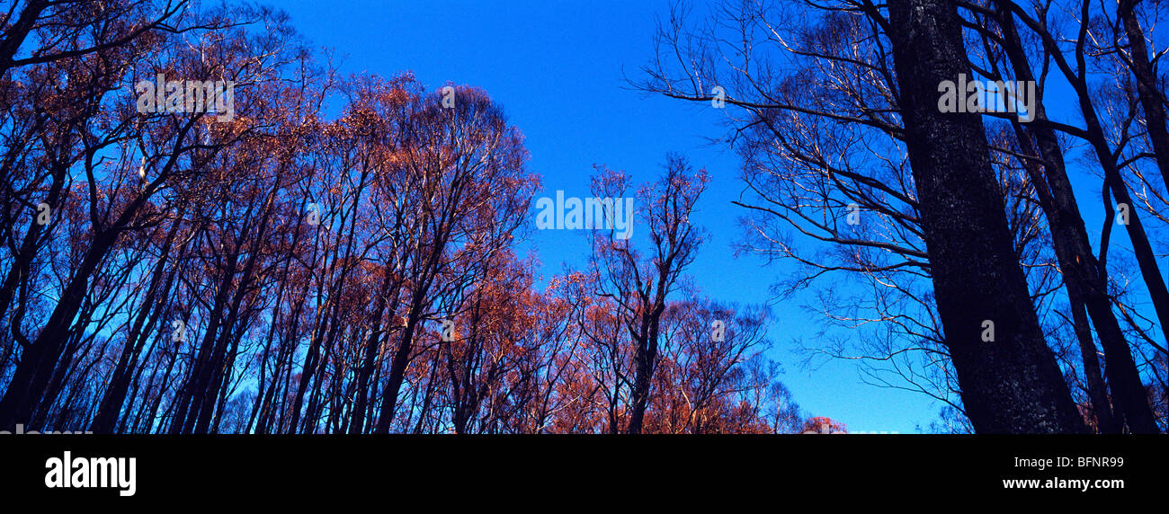 Trees denuded of leaves hi-res stock photography and images - Alamy